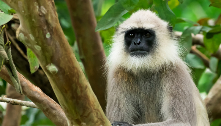 Rondreis India | Koning Aap